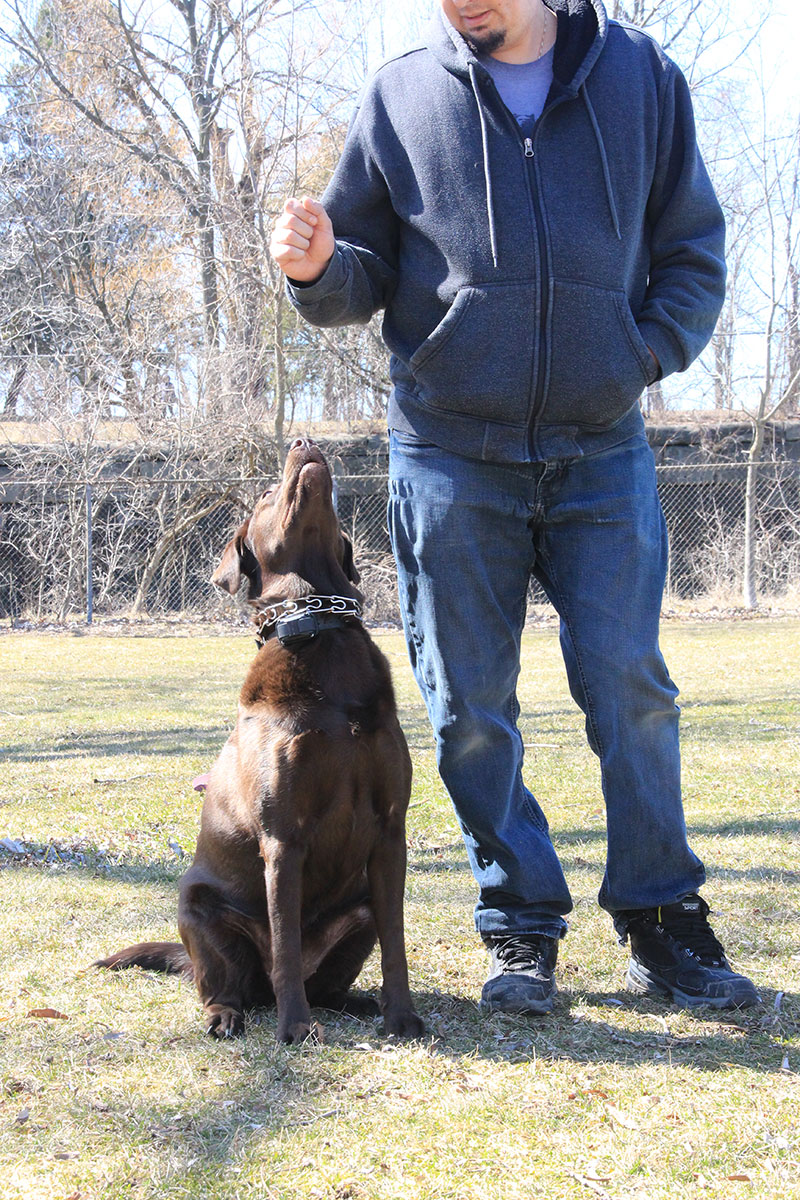 In-Home Obedience Training – Pawsitive Dog Training Niagara